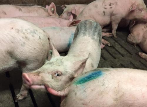 Tail biting in pigs: developing a machine vision early warning system for farmers | SEFARI